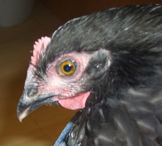 Black Australorp - 12 weeks, pullet or roo? New pics at 23 weeks old ... Black Australorp - 12 weeks, pullet or roo? New pics at 23 weeks old ...