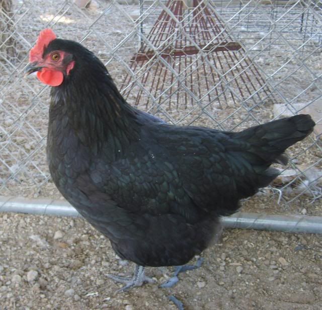 Black Australorp - 12 weeks, pullet or roo? New pics at 23 weeks old ... Black Australorp - 12 weeks, pullet or roo? New pics at 23 weeks old ...