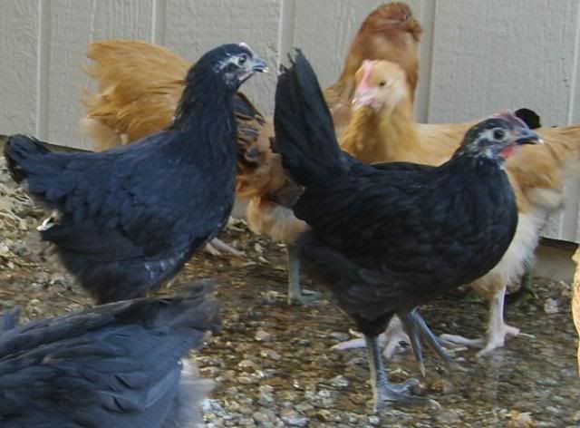 Black Australorp - 12 weeks, pullet or roo? New pics at 23 weeks old ... Black Australorp - 12 weeks, pullet or roo? New pics at 23 weeks old ...