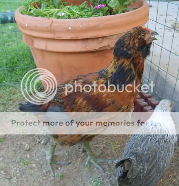 Easter Egger confirmed to be a roo - 9 week EE/RIR mix - lots of pics ...