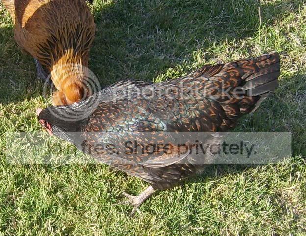Do hens of any breed have a green sheen to their feathers? | BackYard ...