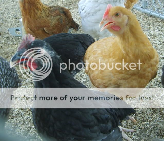 Hens or Roos?? | BackYard Chickens - Learn How to Raise Chickens