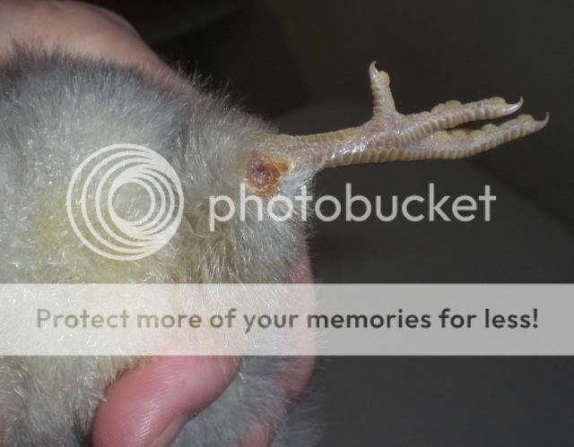 Spraddle legs - slipped tendon - broken leg? chick arrived w/ bad leg ...