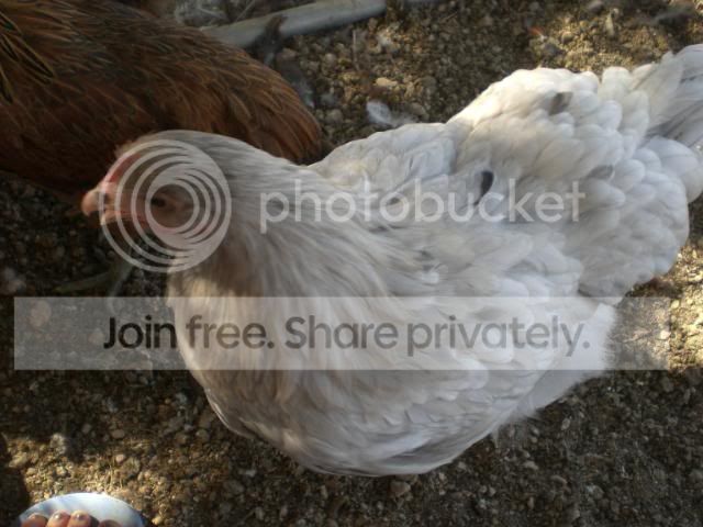 B/S orps, any pullets and any splash? Pic heavy | Page 2 | BackYard ...