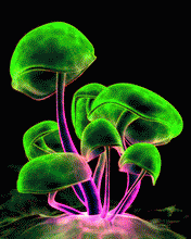 fungi.gif gif by catieviox | Photobucket