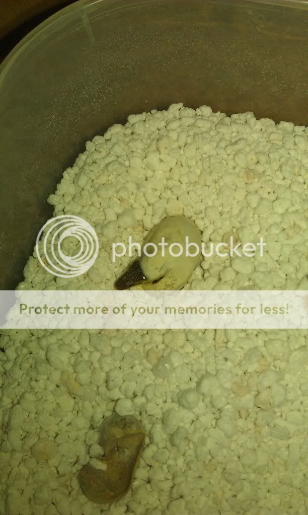 Kimberly Rock Monitor Hatching | Reptile Forums