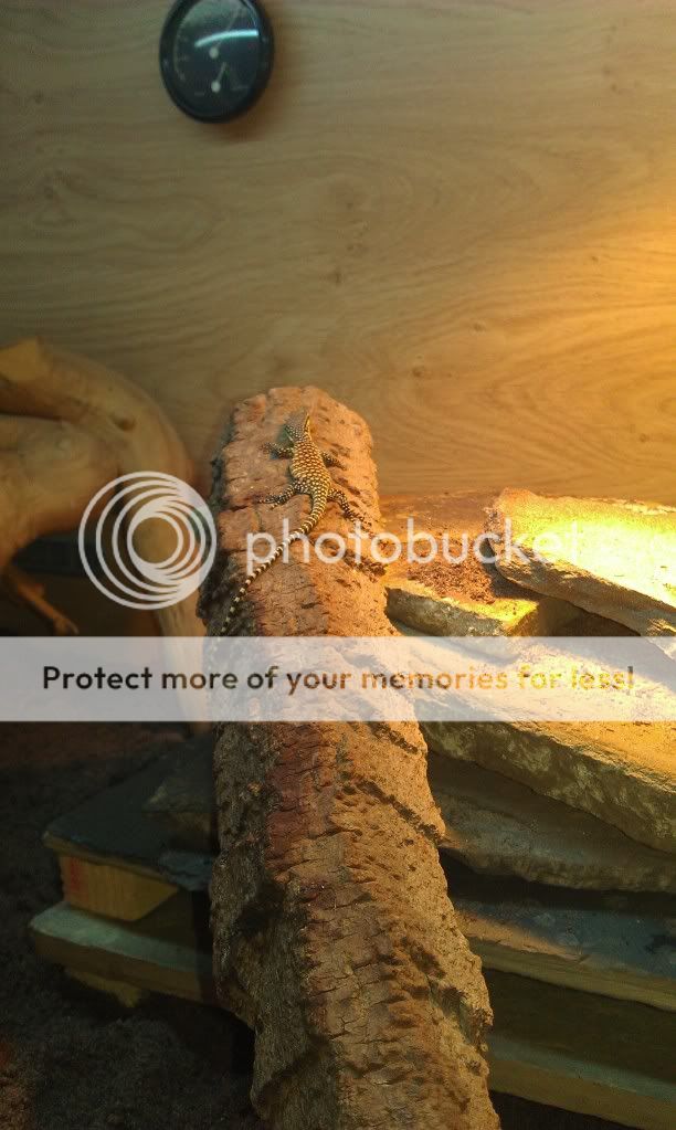 Kimberly Rock Monitor Hatching | Reptile Forums