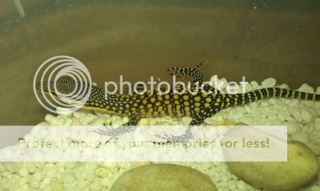 Kimberly Rock Monitor Hatching | Reptile Forums