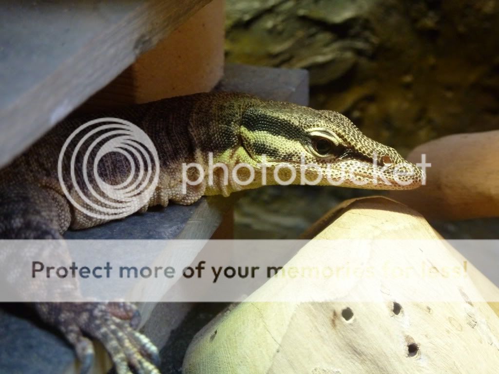 Wales - CBB Male Kimberly Rock Monitor for sale | Reptile Forums